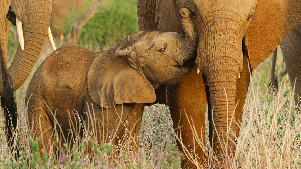 Animales Bebés En La Naturaleza